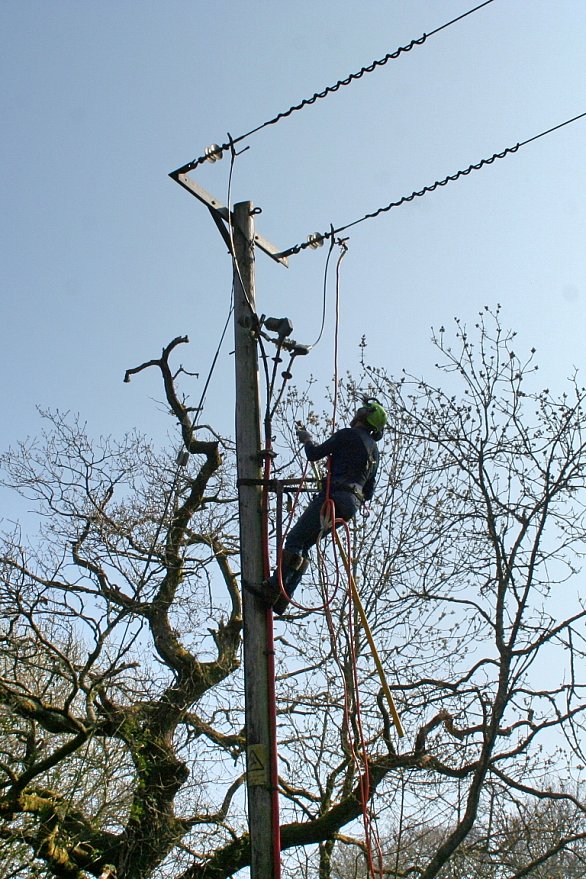 Utility Arboriculture - New Forest, Hampshire