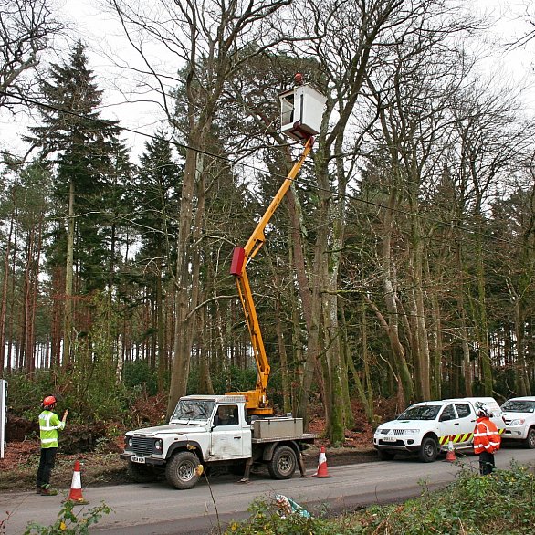 Winch Assisted Tree Felling - Wareham, Dorset