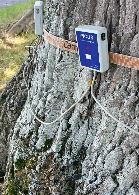 Picus Tomograph Test on an Oak - New Park Brockenhurst