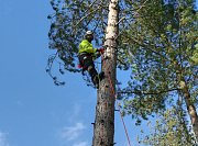 Winch Assisted Tree Felling - Wareham, Dorset