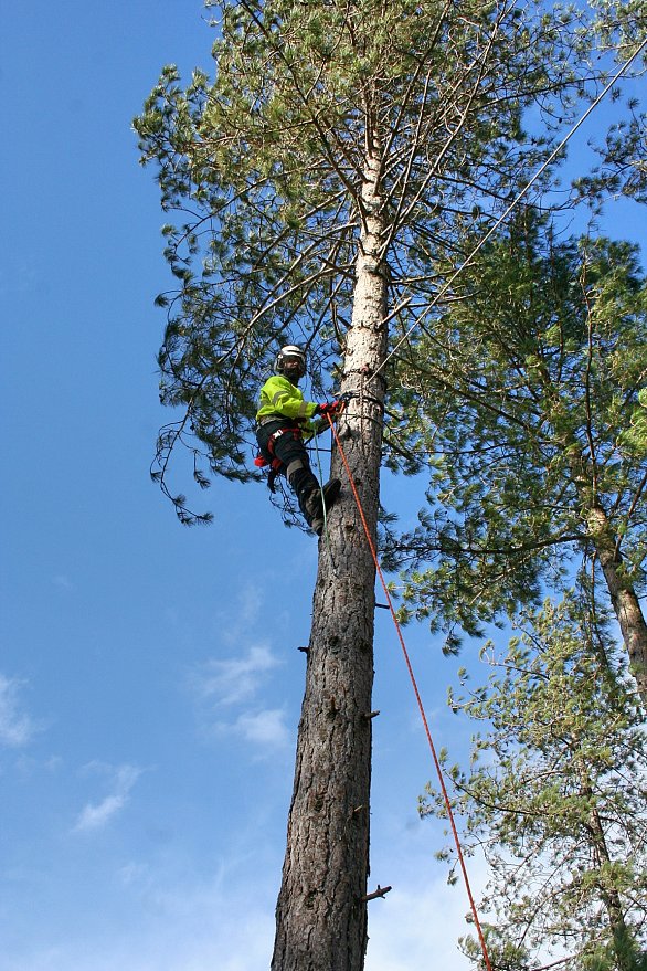 Winch Assisted Tree Felling - Wareham, Dorset