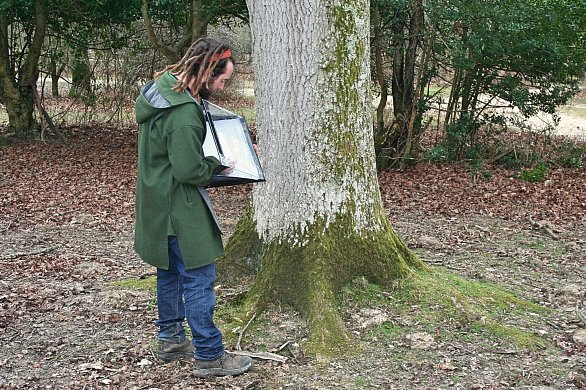 Visual Tree Assessment & Surveying - Brockenhurst, Hampshire