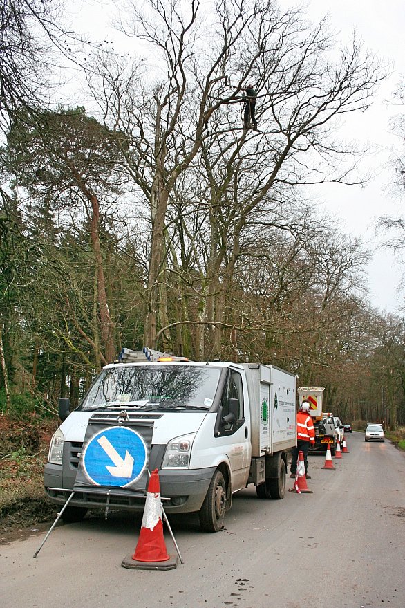 Winch Assisted Tree Felling - Wareham, Dorset