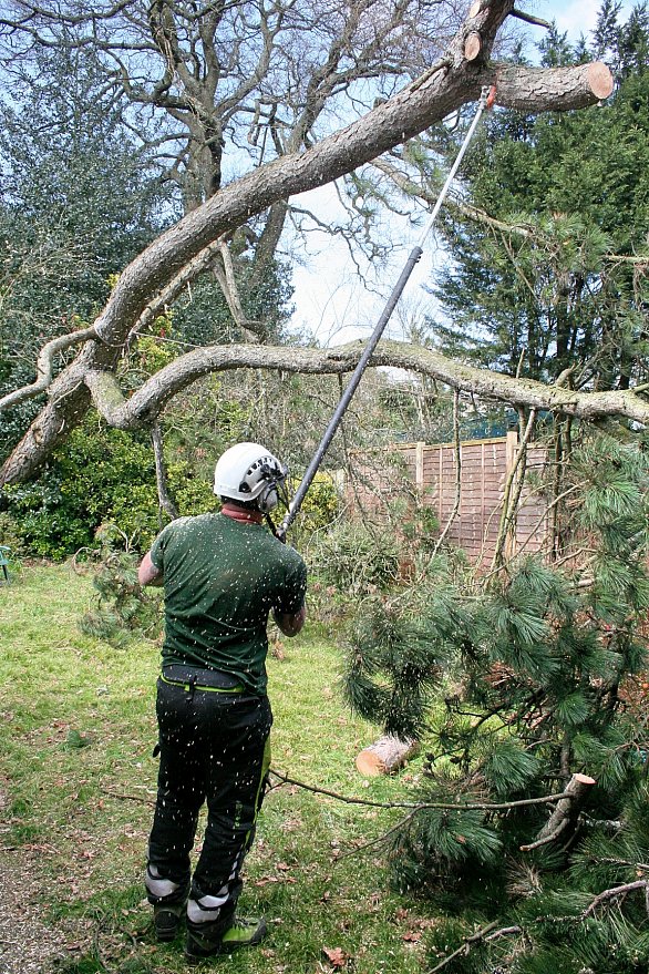 Emergency Tree Works - Southampton, Hampshire
