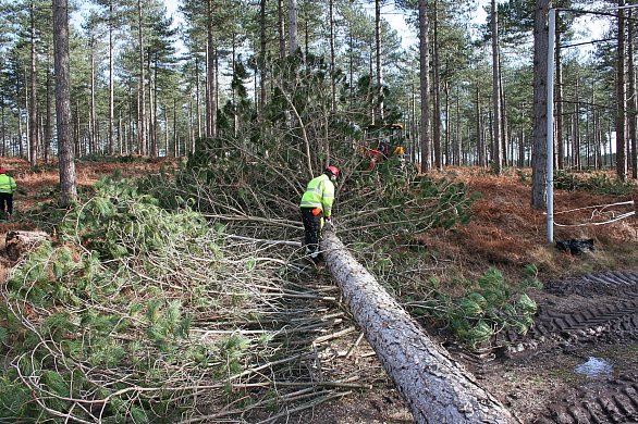 Winch Assisted Tree Felling - Wareham, Dorset
