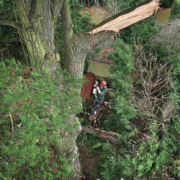 Emergency Tree Works - Dibden, New Forest